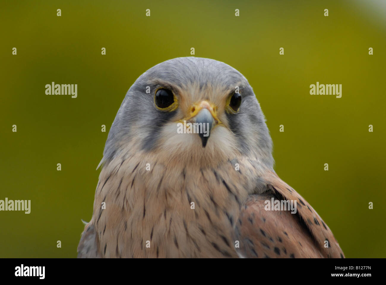 peregrine falcon portrait Stock Photo - Alamy