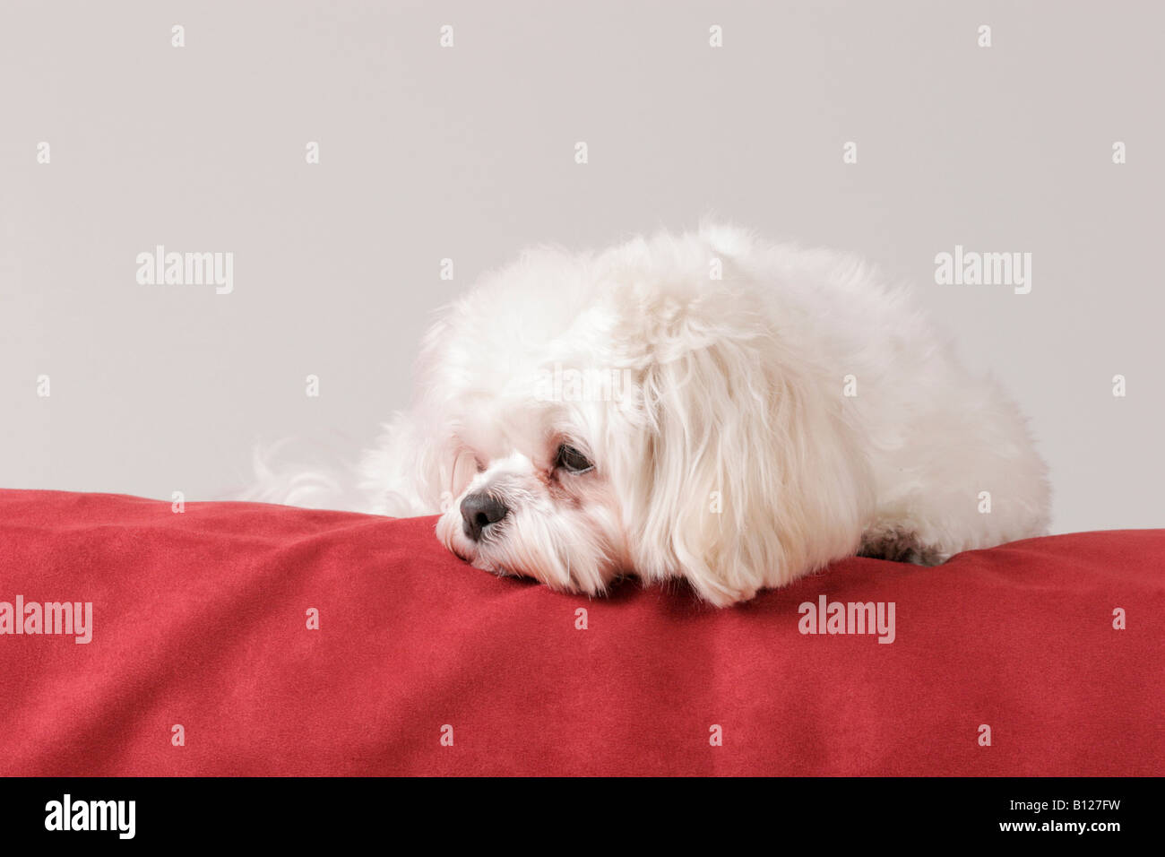 Portrait of a Shih Tzu Dog Stock Photo - Alamy
