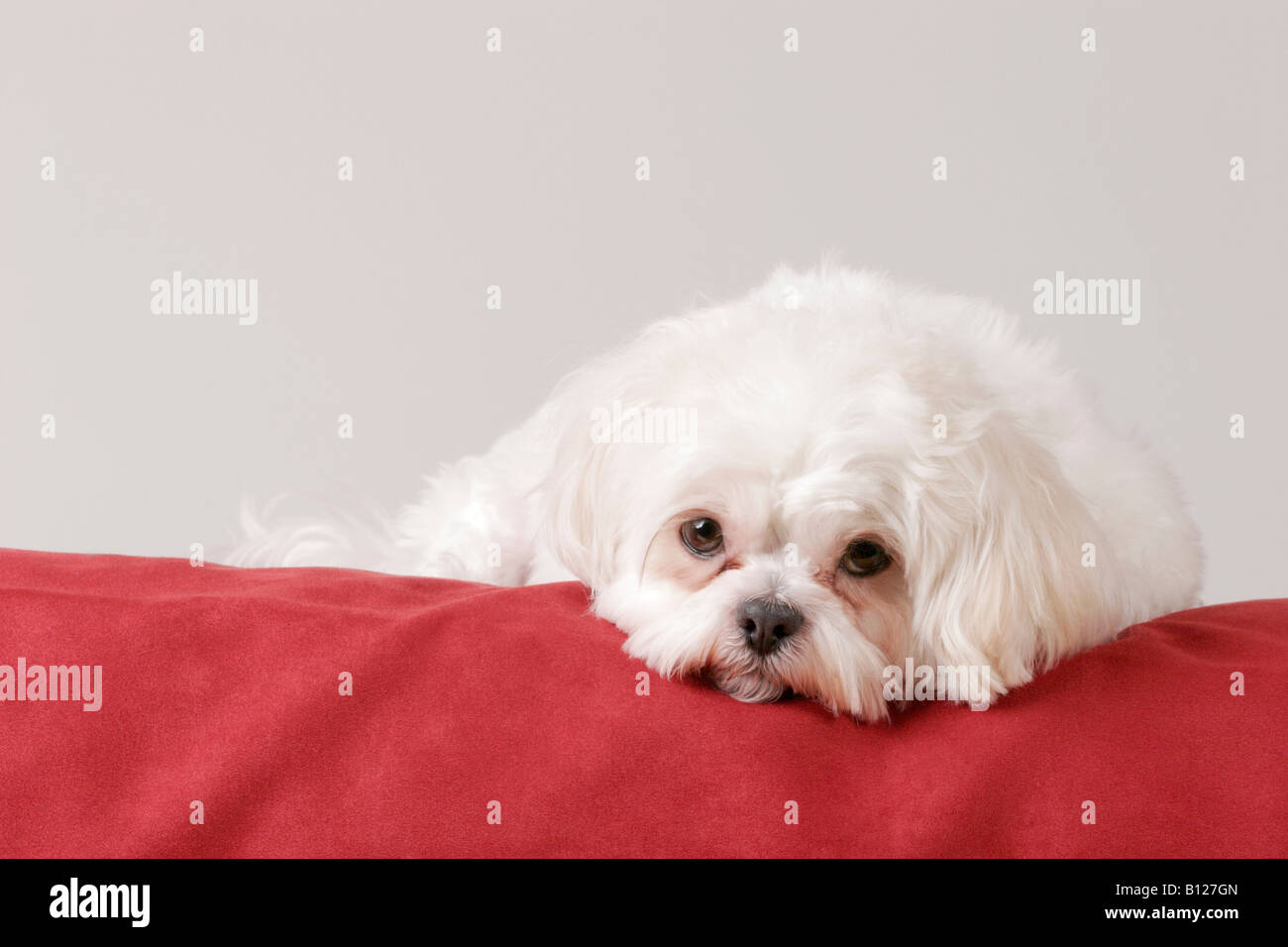 Portrait of a Shih Tzu Dog Stock Photo - Alamy