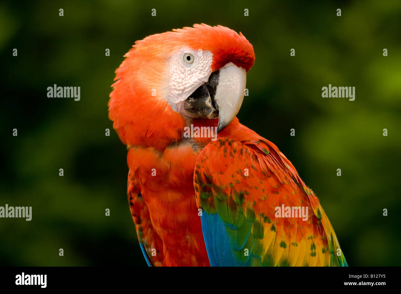 beautiful color brazilian parrot bird Stock Photo - Alamy