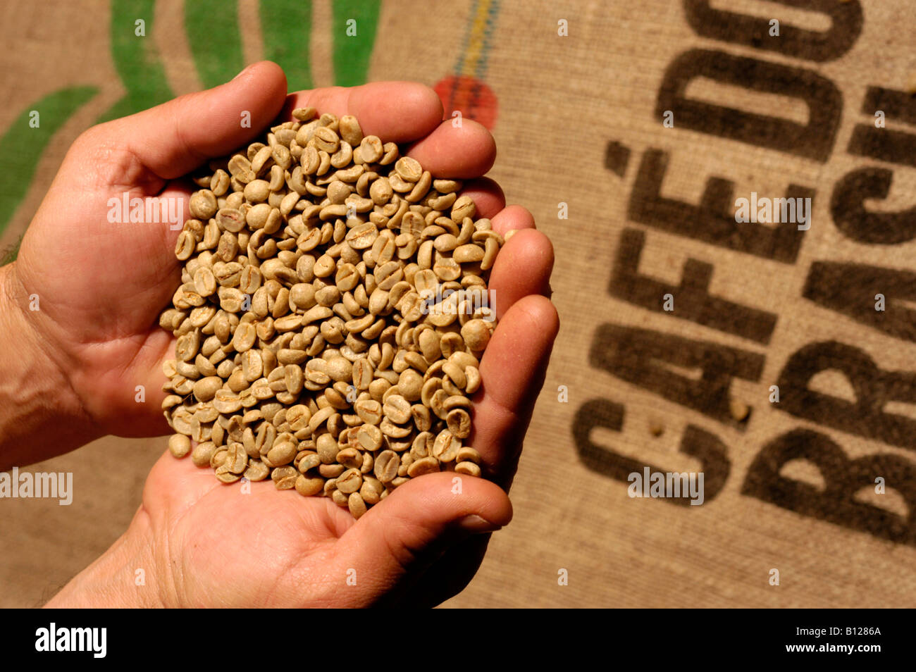 Coffee Production at Sumatra Farm state of Minas Gerais Brazil 09 25 03 ...