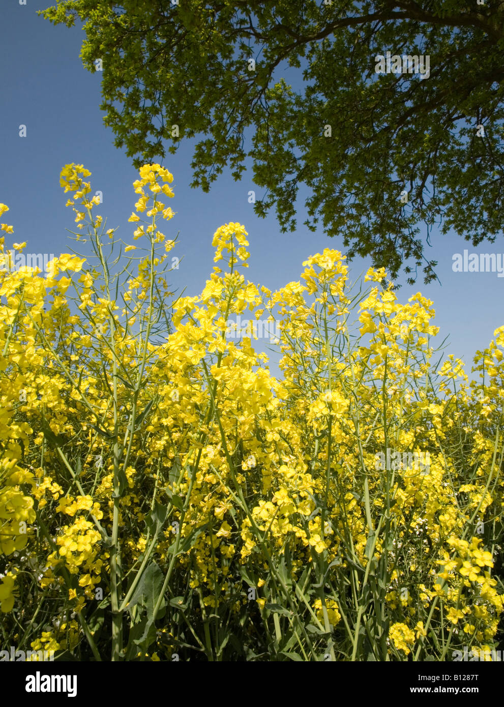 A crop of Oil Seed Rape and an overhanging branch of an Oak tree Stock ...