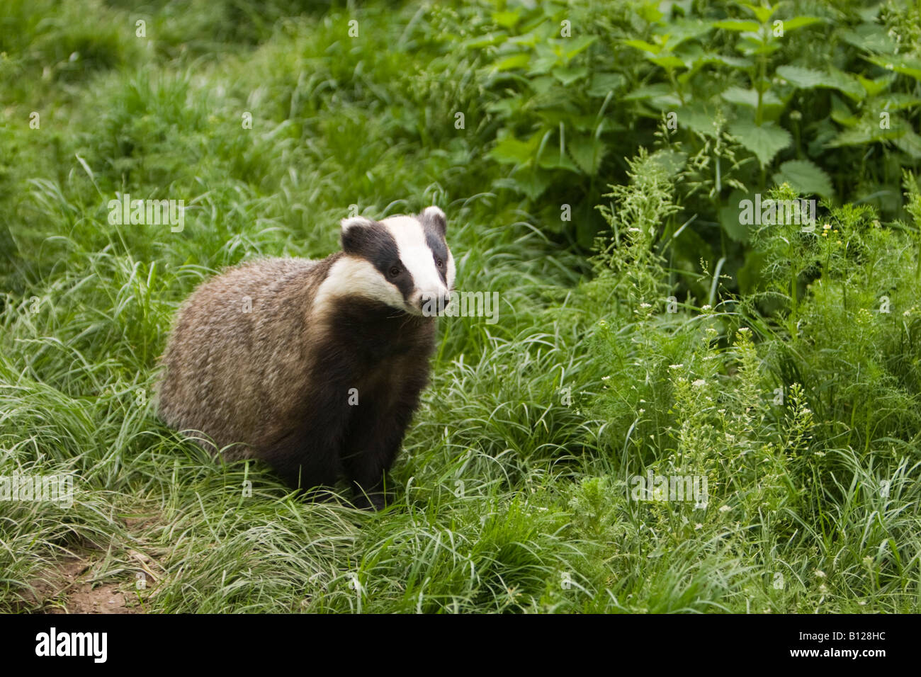 Eurasian badger, Meles meles, in daylight Stock Photo - Alamy