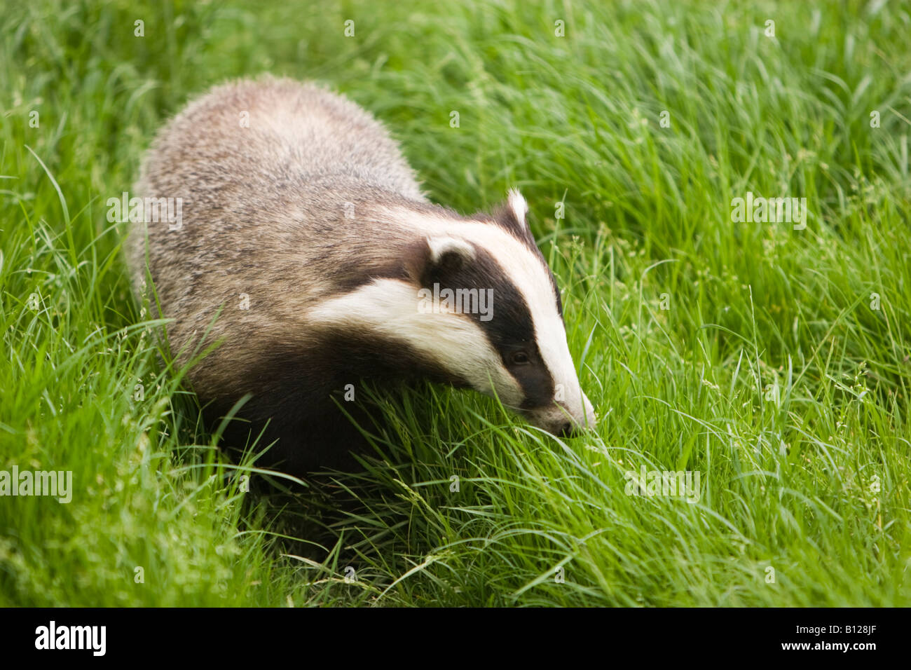 Eurasian badger, Meles meles, in daylight Stock Photo - Alamy