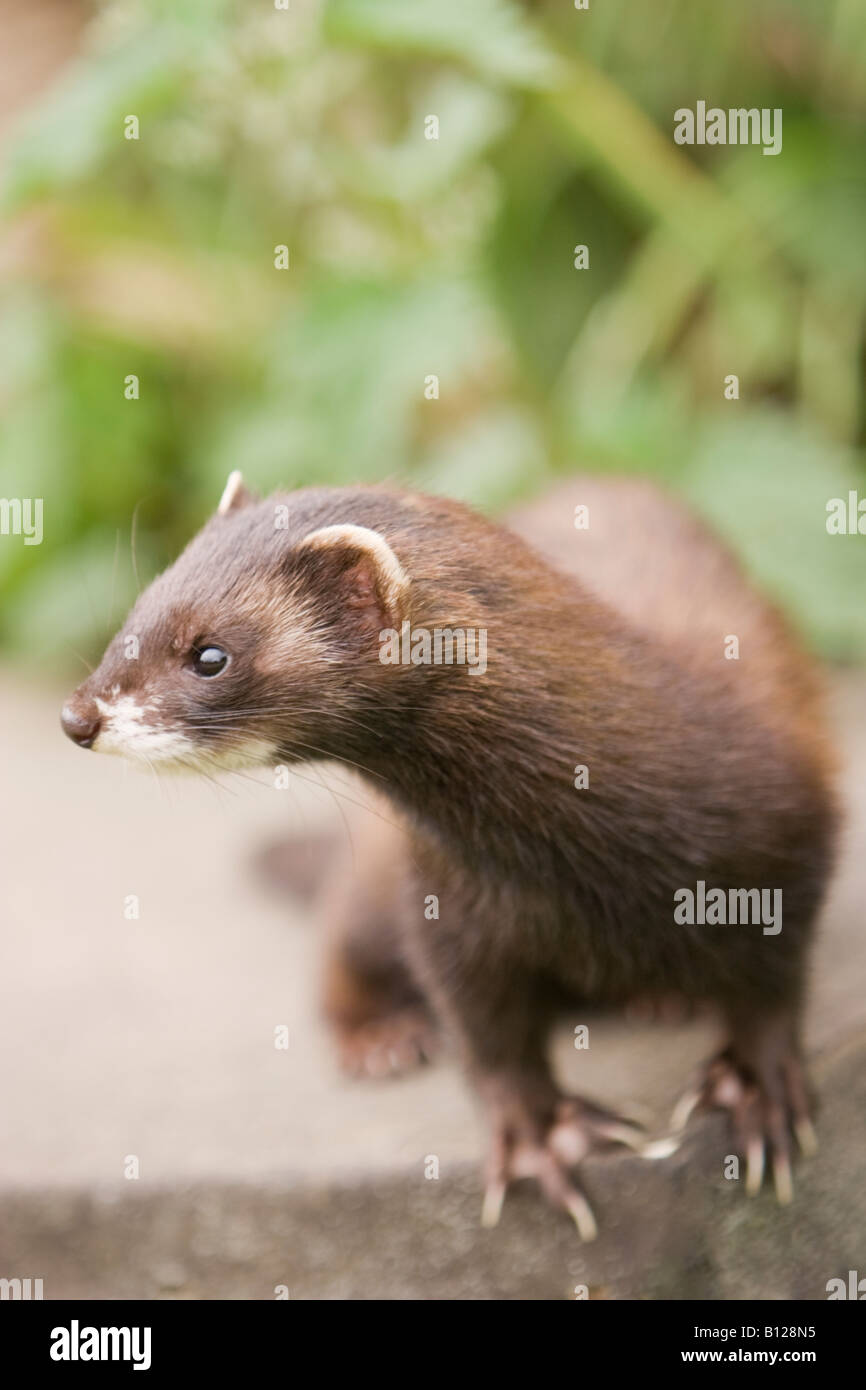 Polecat, Mustela putorius Stock Photo - Alamy