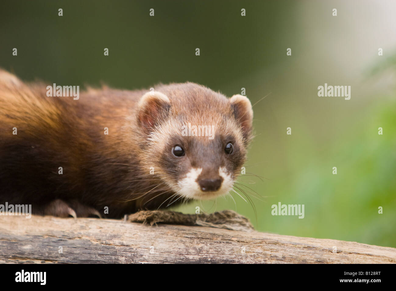 Polecat, Mustela putorius, sitting on branch Stock Photo - Alamy