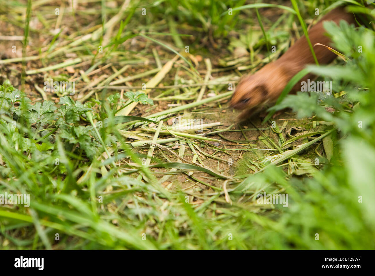 Weasel, Mustela nivalis, running through long grass Stock Photo - Alamy