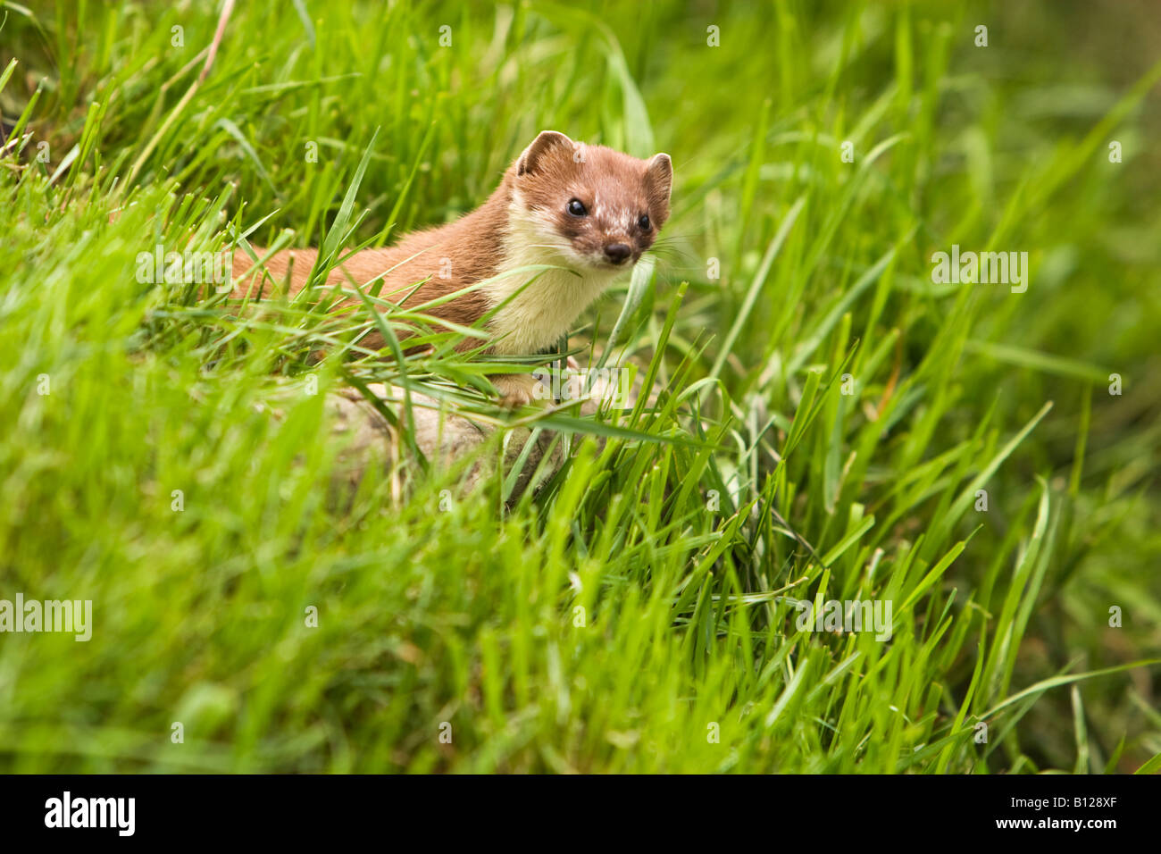 Weasel in grass hi-res stock photography and images - Alamy