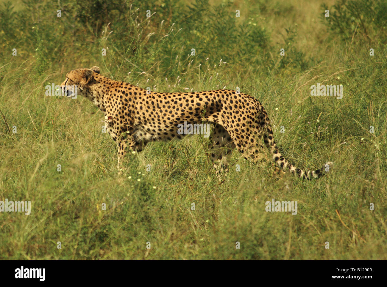 Injured cheetah in Kenya Africa Stock Photo - Alamy