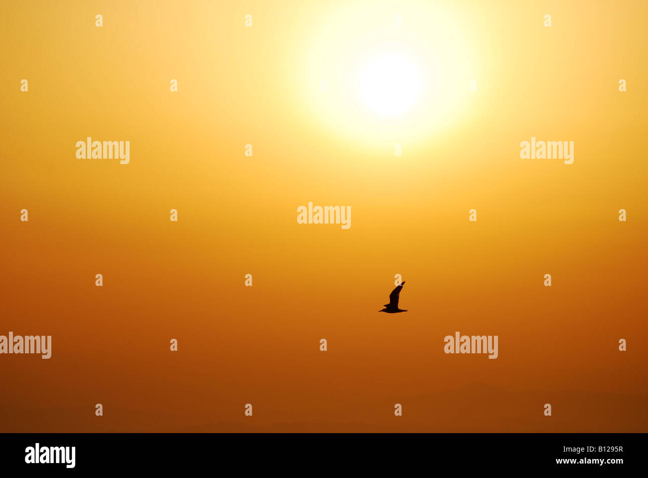 Flying bird against sun hi-res stock photography and images - Alamy
