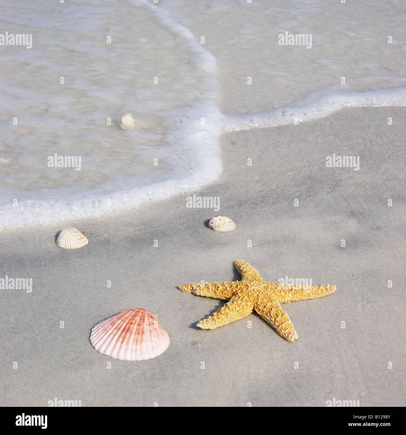 Starfish and shells on beach with approaching surf Stock Photo - Alamy