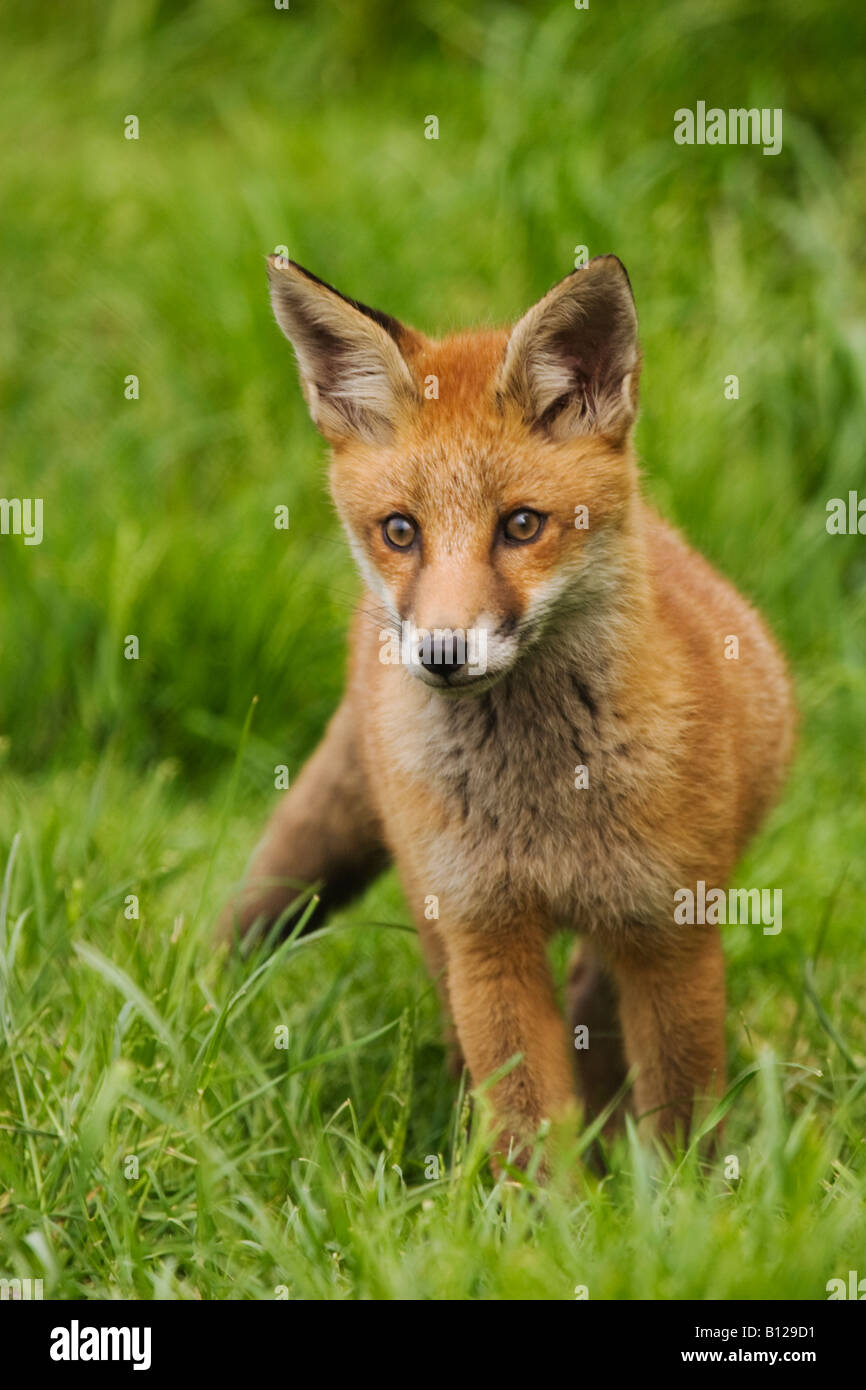 Red fox cub, Vulpes vulpes, standing in long grass Stock Photo - Alamy