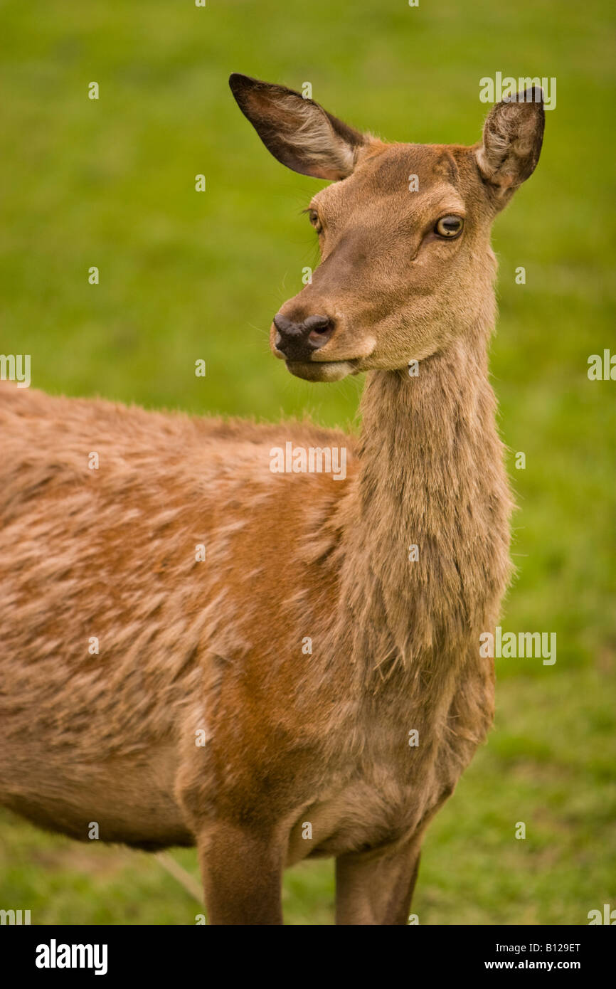 Female red deer hi-res stock photography and images - Alamy