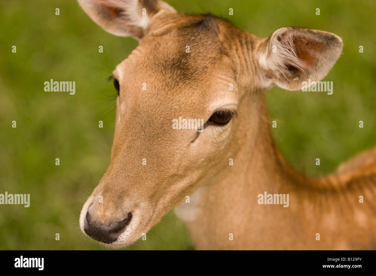 Female hind doe hi-res stock photography and images - Alamy