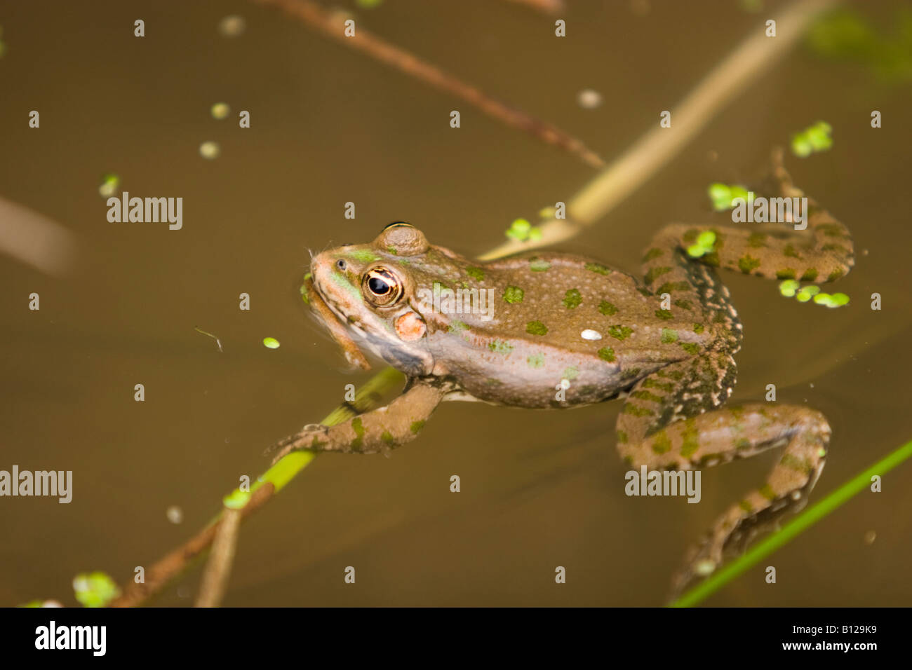 Common Frog, Rana temporaria, floating in pond, waiting for lunch Stock ...
