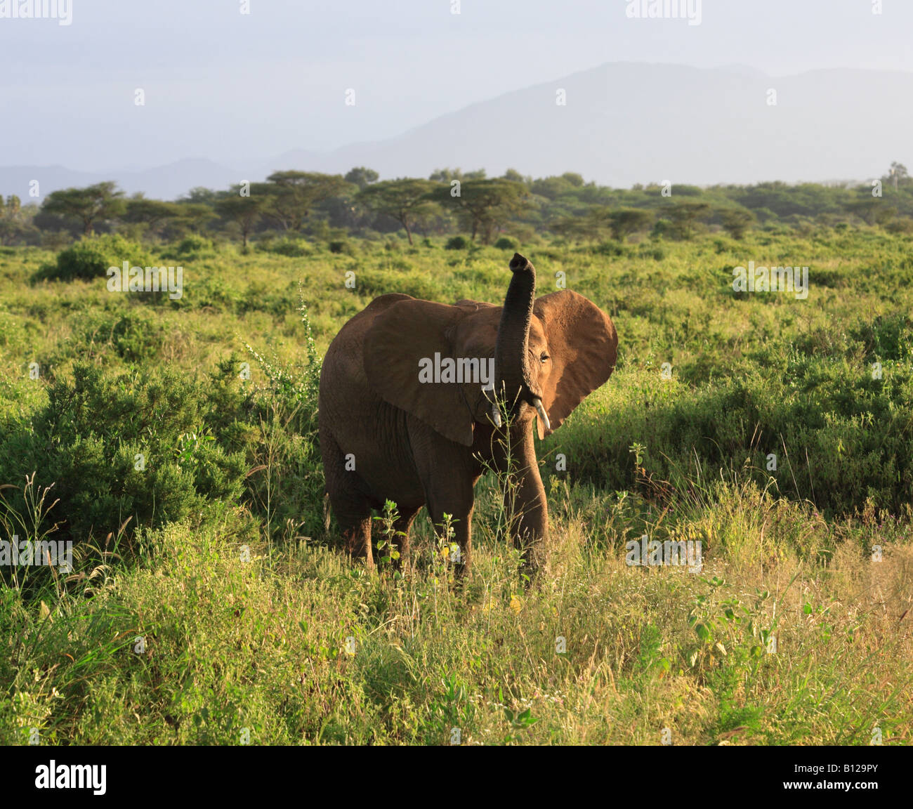 Single baby elephant in Kenya Africa Stock Photo - Alamy