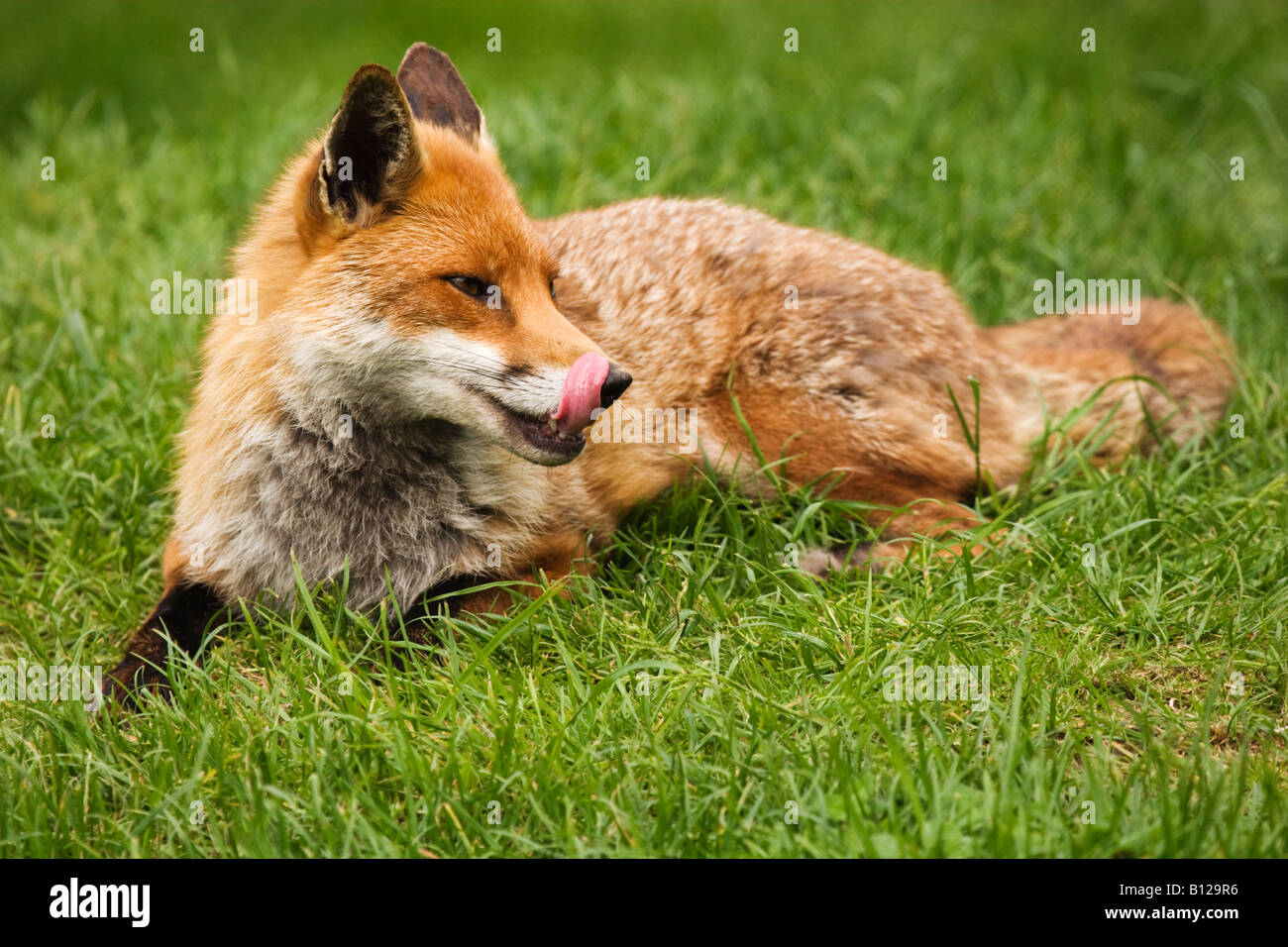 Adult red fox, Vulpes vulpes, lying on grass Stock Photo - Alamy