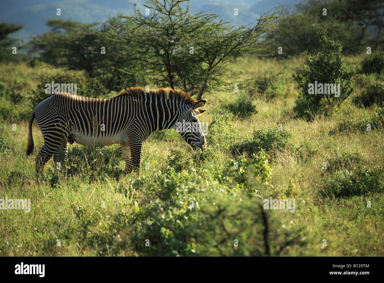 Zebra kenya hi-res stock photography and images - Alamy