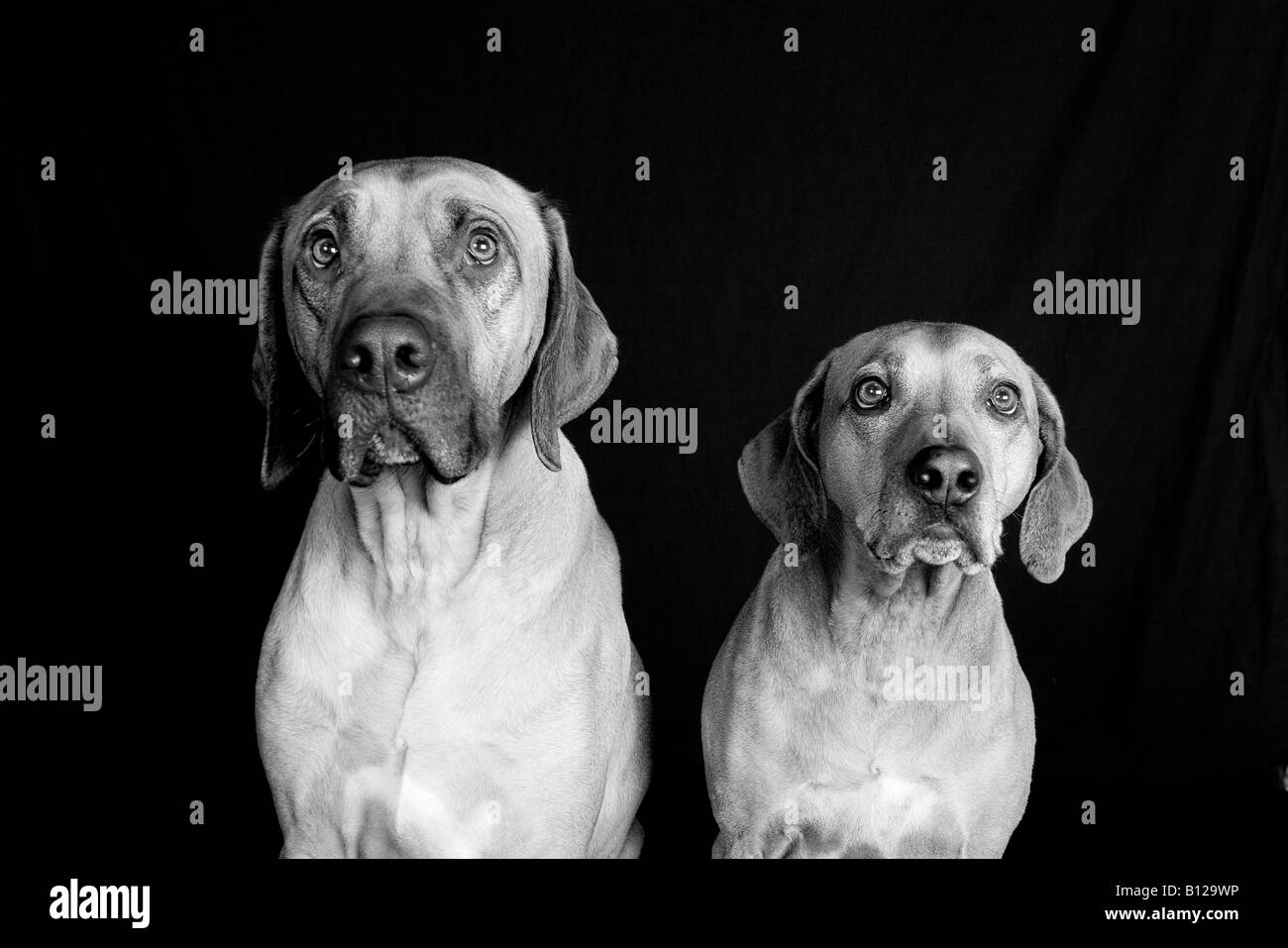 Frick and frack hi-res stock photography and images - Alamy