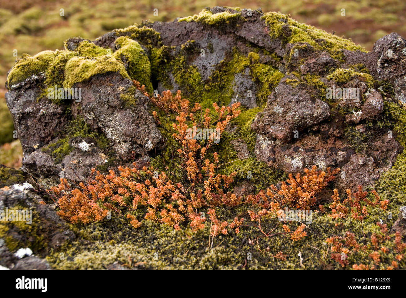 Rock covered with moss Stock Photo - Alamy