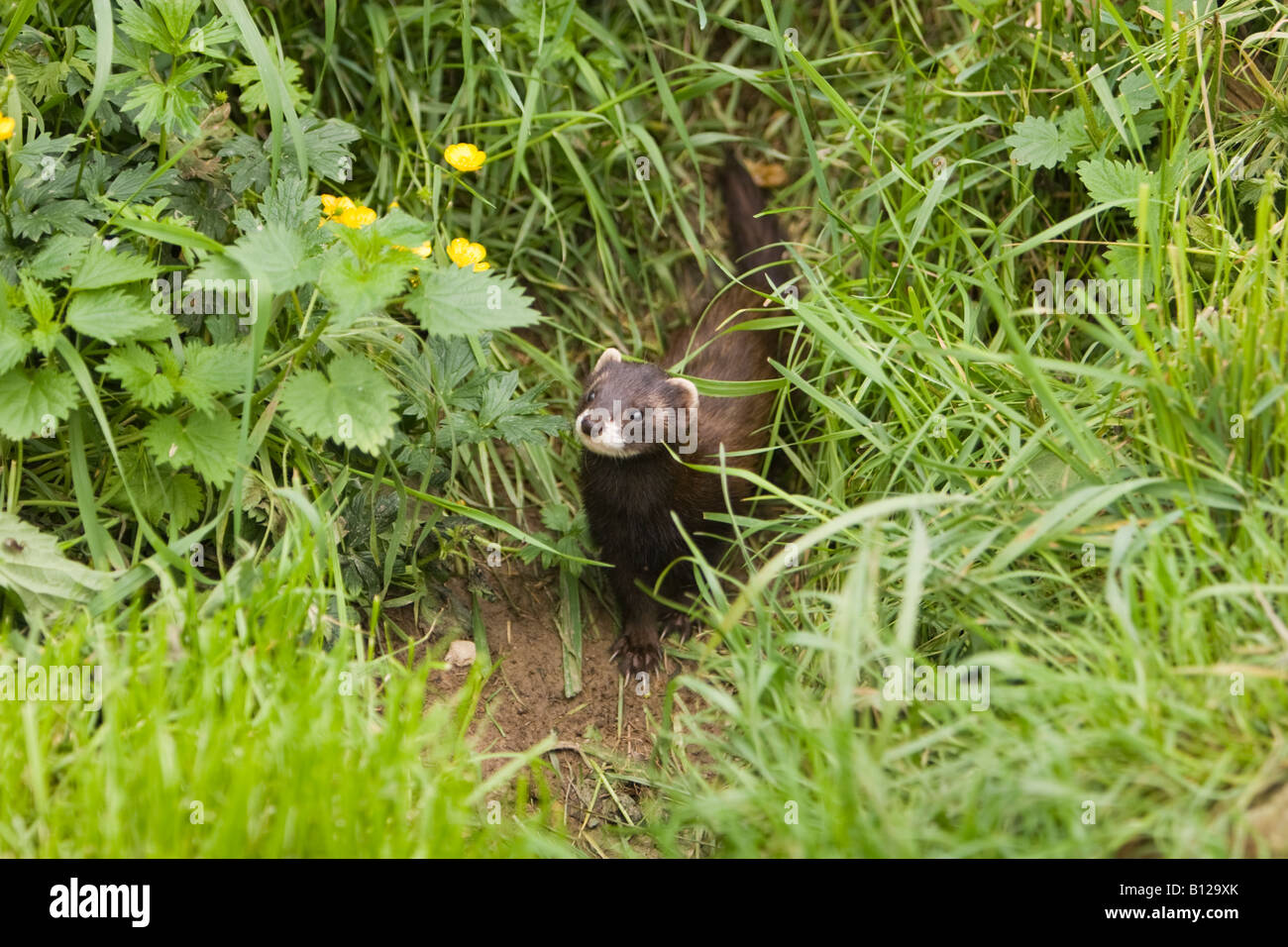 Polecat, Mustela putorius Stock Photo - Alamy