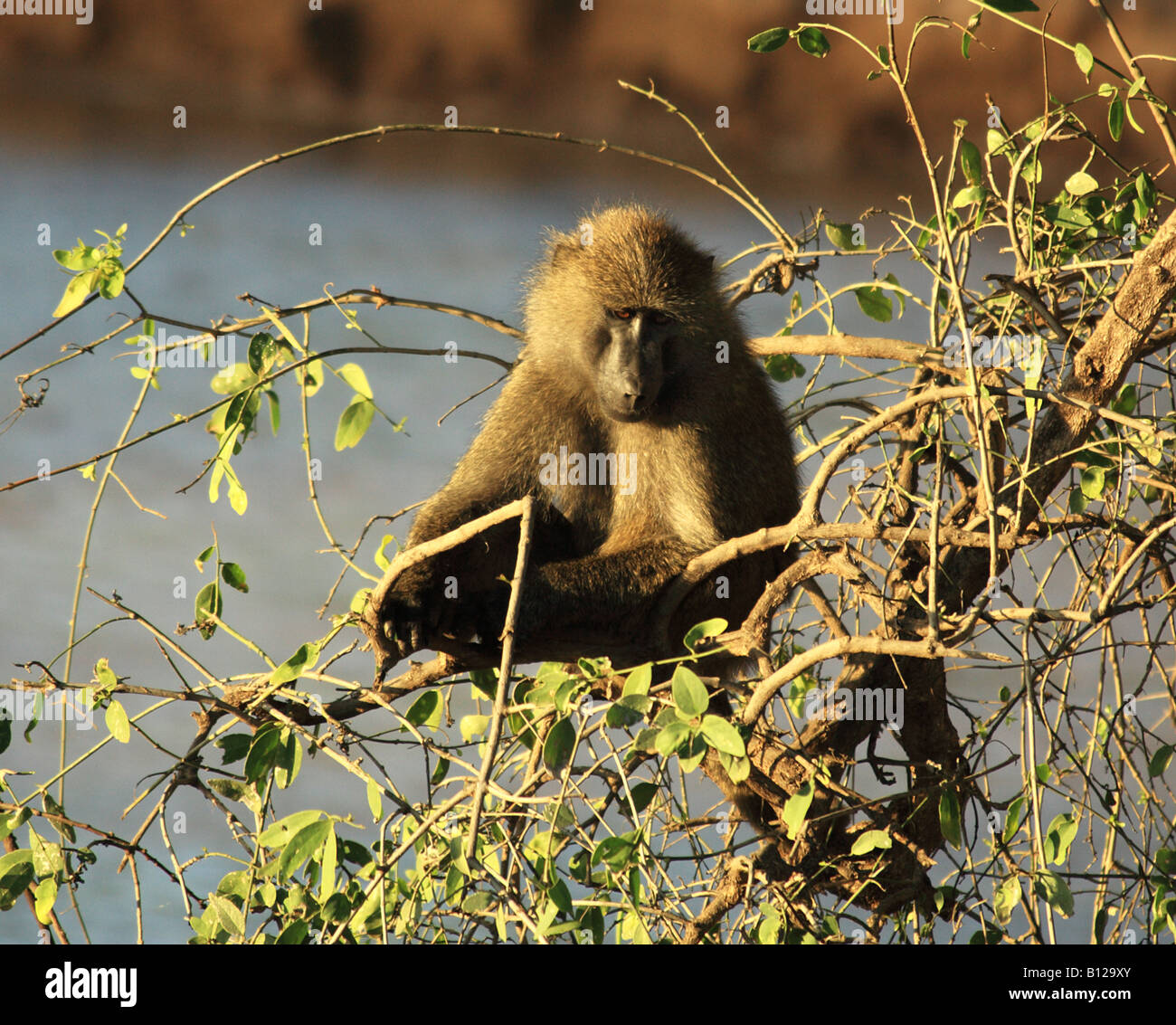 Close up of an olive baboon Kenya Africa Stock Photo - Alamy