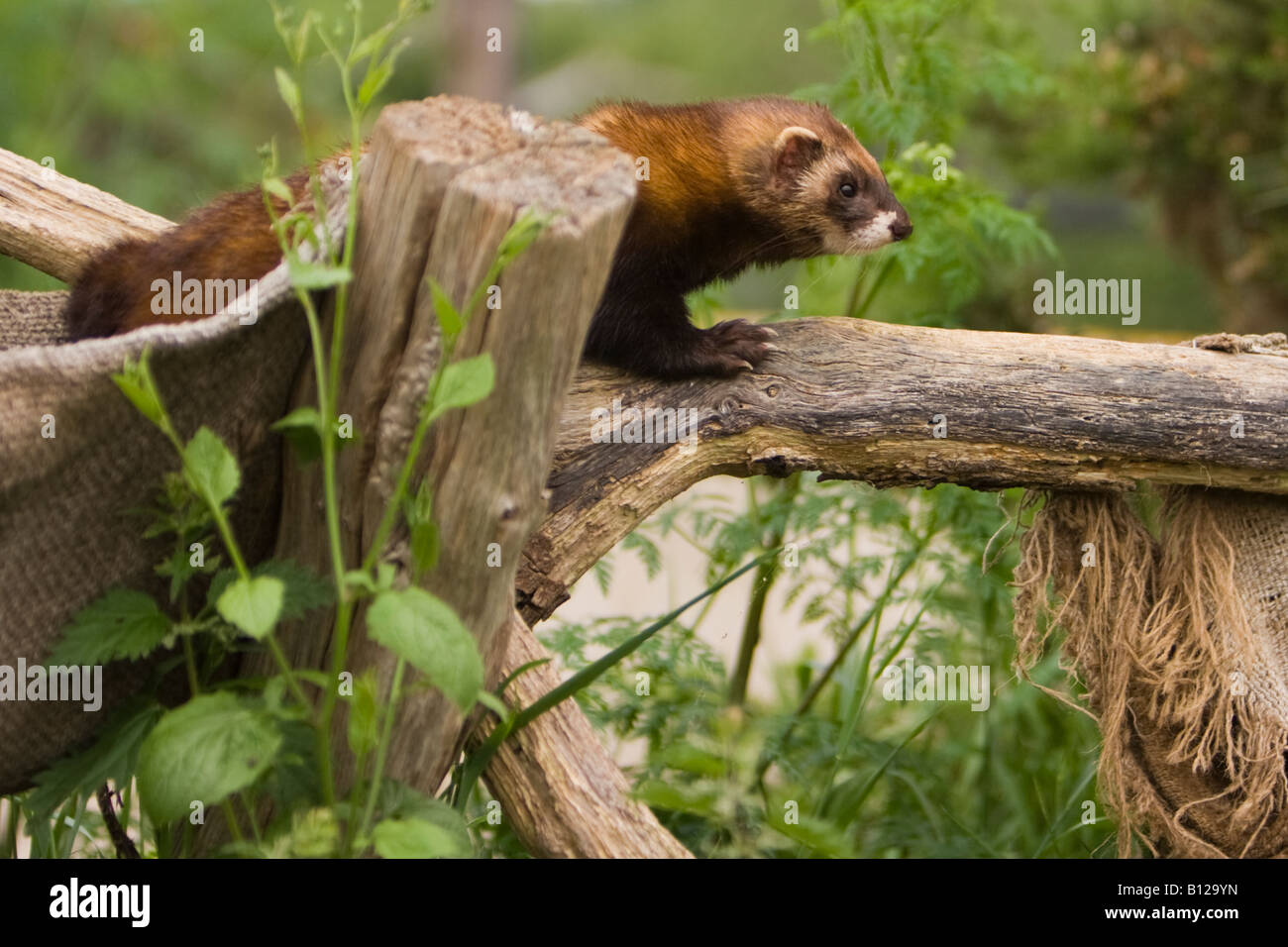 Polecat, Mustela putorius, walking on branch Stock Photo - Alamy
