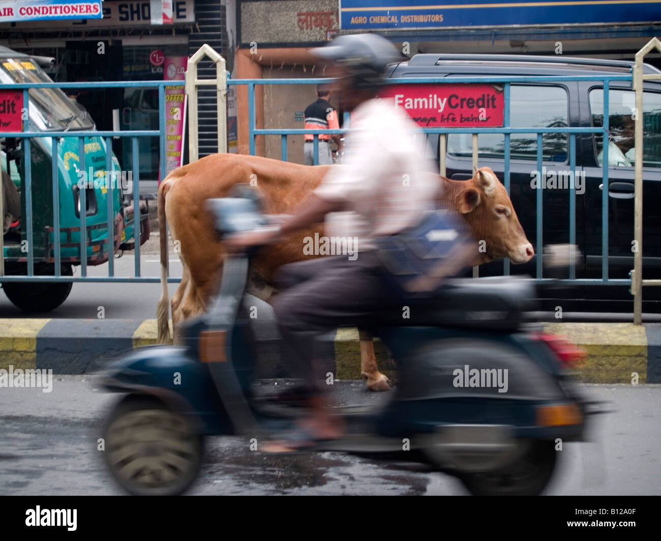 cow in traffic in Calcutta India Stock Photo - Alamy