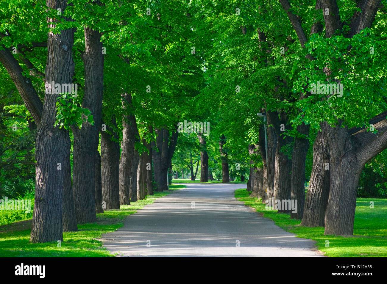 Street flanked by trees Prague Czech Republic Stock Photo - Alamy
