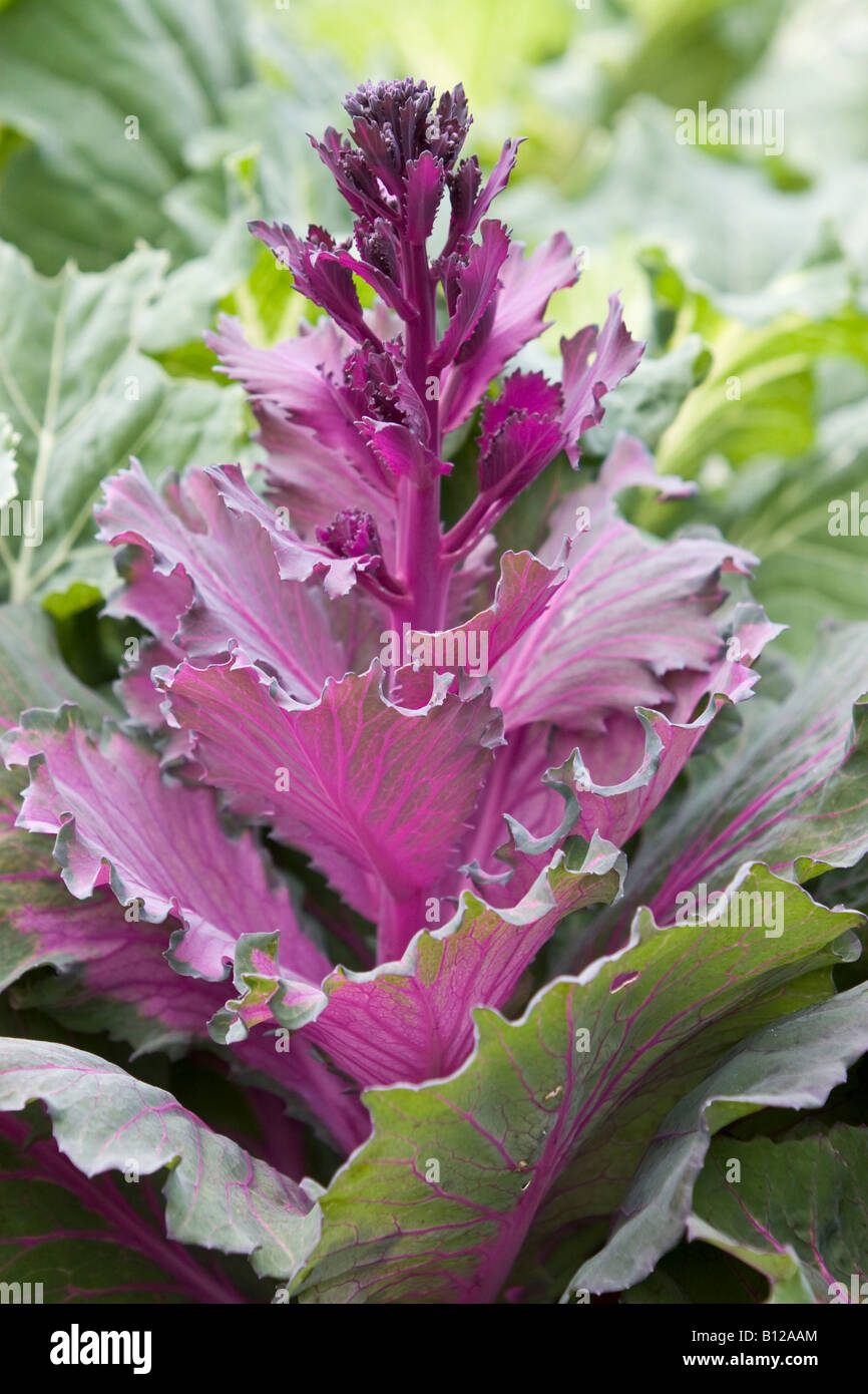 Ornamental cabbage hi-res stock photography and images - Alamy