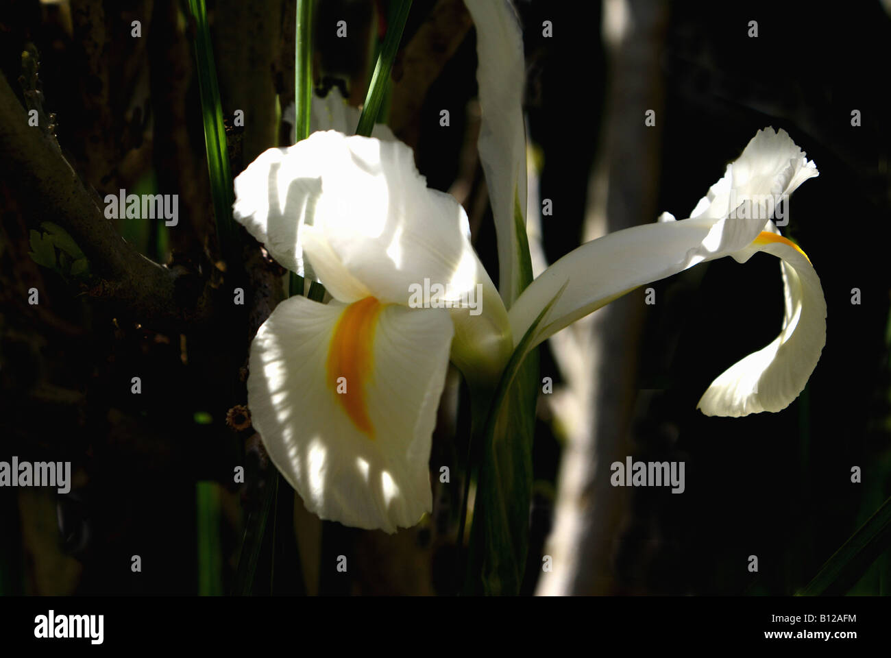 white iris silhouetted with dramatic lighting and shadowing against ...
