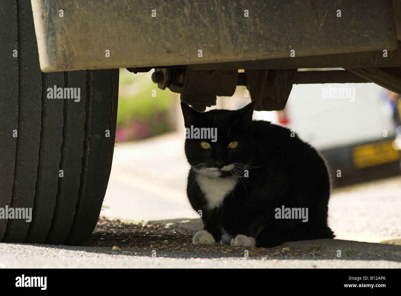 A cat sitting under a truck Stock Photo - Alamy