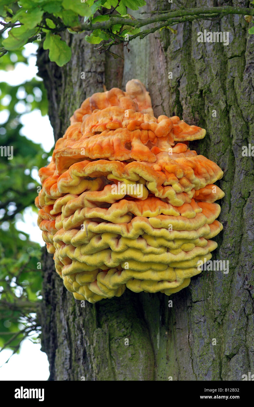 Sulphur Polypore fungus, Laetiporus sulphureus Stock Photo - Alamy