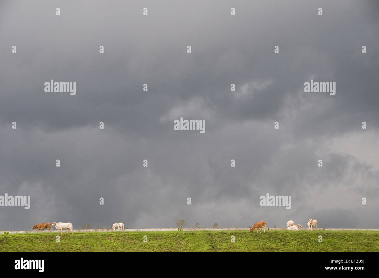 Cattle in meadow, Myanmar Burma Stock Photo - Alamy