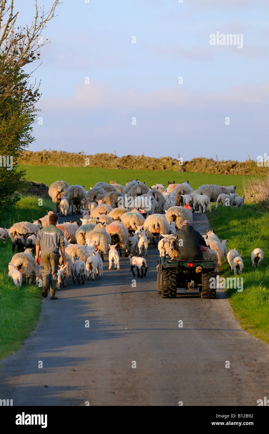 Flock of sheep on country road hi-res stock photography and images - Alamy