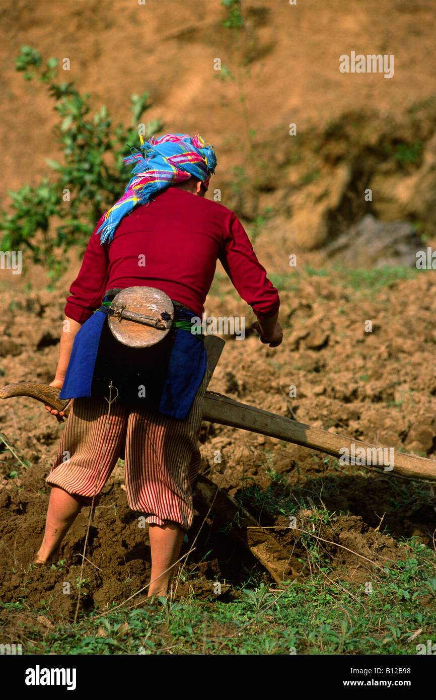 Vietnam, Ha Giang province, H'mong ethnic minority, woman ploughing ...