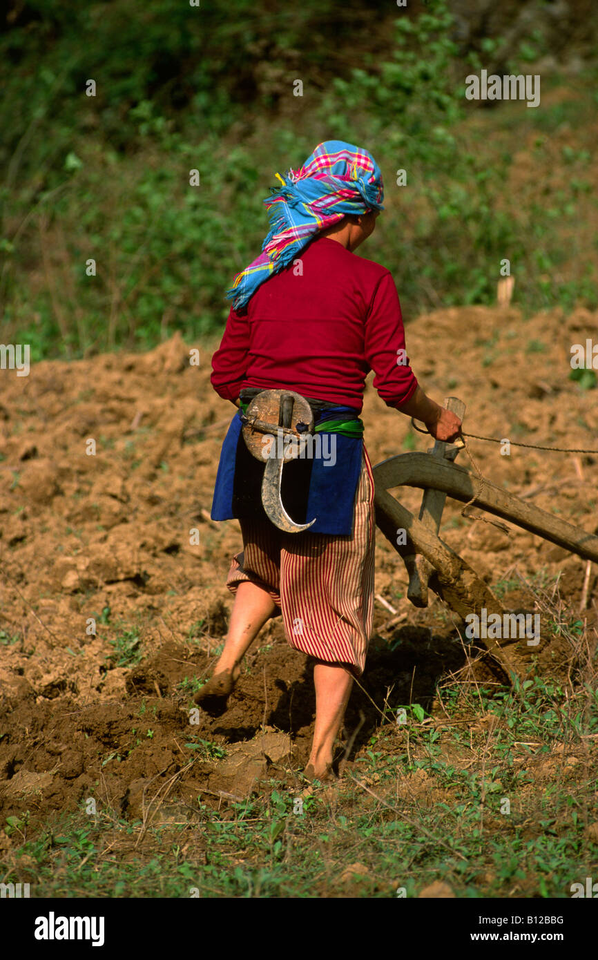 vietnam, ha giang province, h'mong ethnic minority, woman ploughing ...