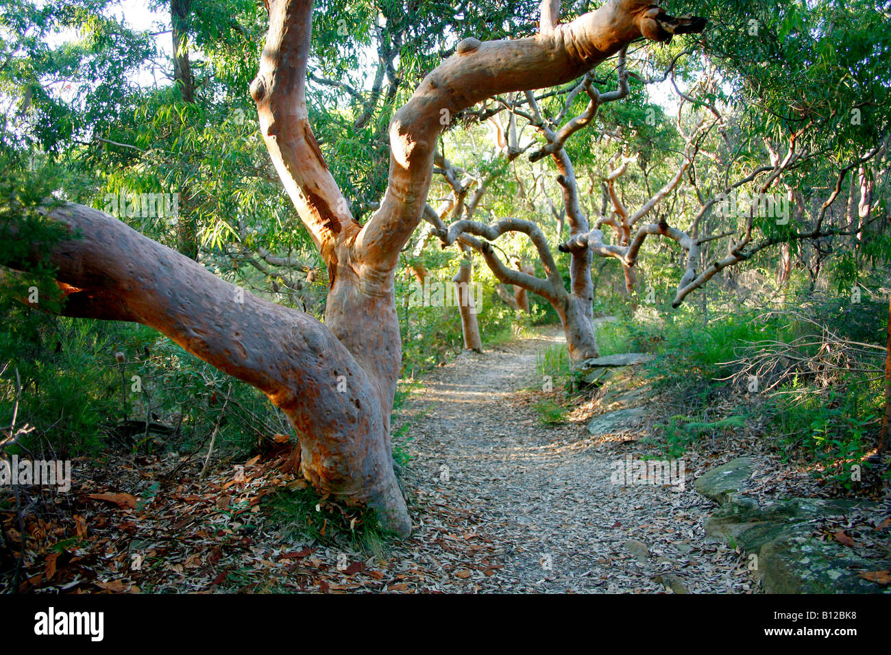 Angophora Gum trees in Sydney Harbour National Park Stock Photo - Alamy