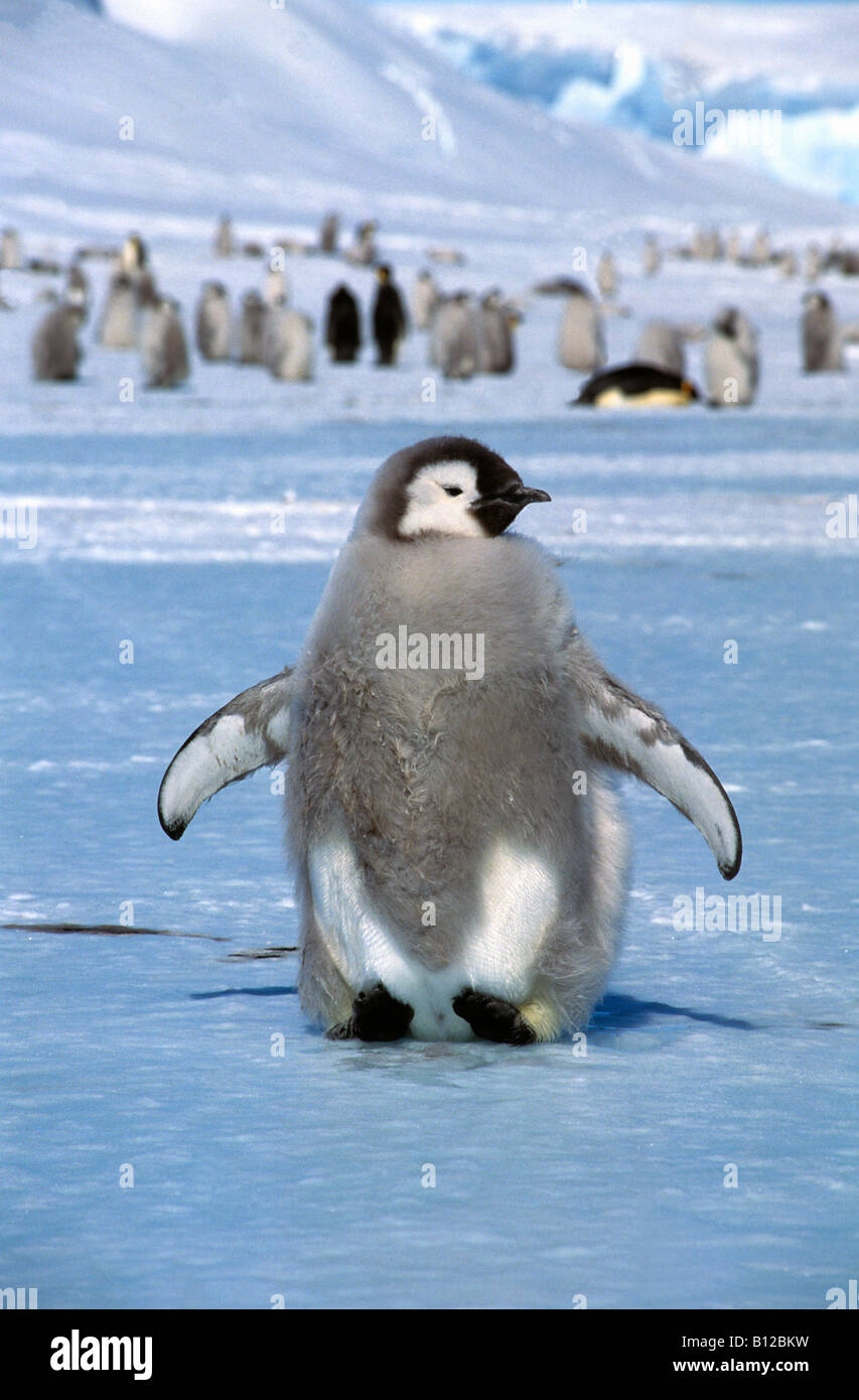 manchot empereur Kaiserpinguin Emperor Penguin Aptenodytes forsteri ...