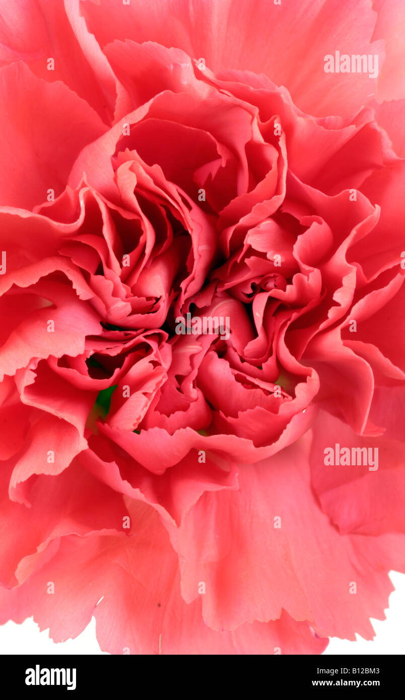 Carnation botanical hi-res stock photography and images - Alamy