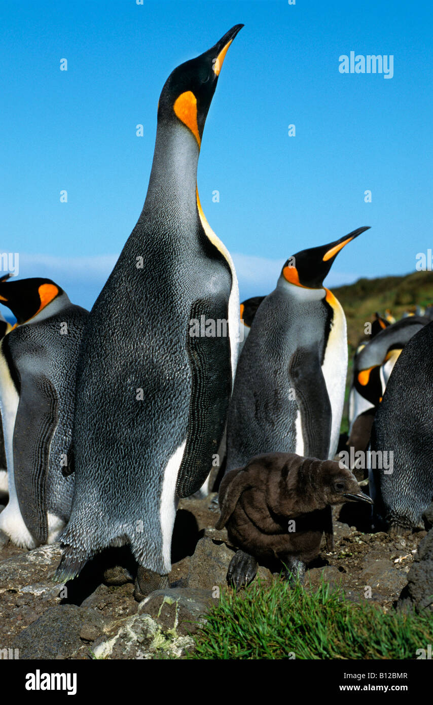 manchot royal Koenigspinguin King Penguin Aptenodytes patagonicus males ...