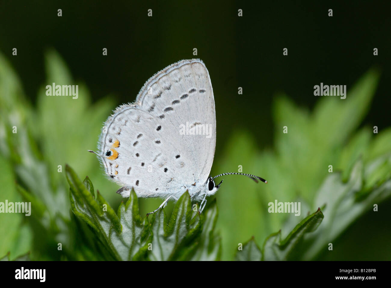 Eastern Tailed-Blue (Cupido comyntas Stock Photo - Alamy