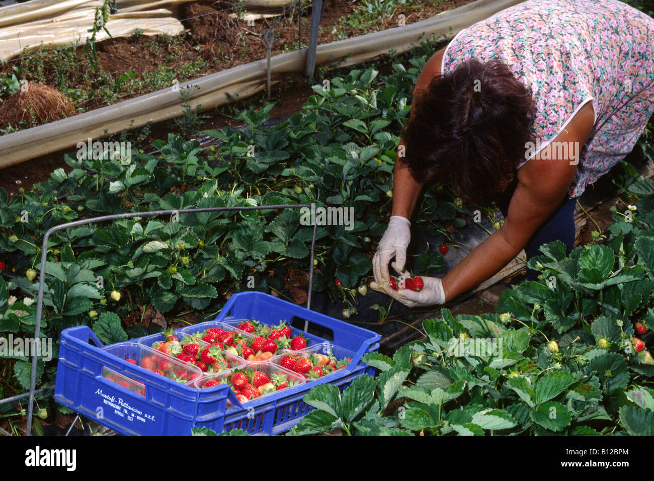 Greenhouse strawberries woman italy hi-res stock photography and images ...
