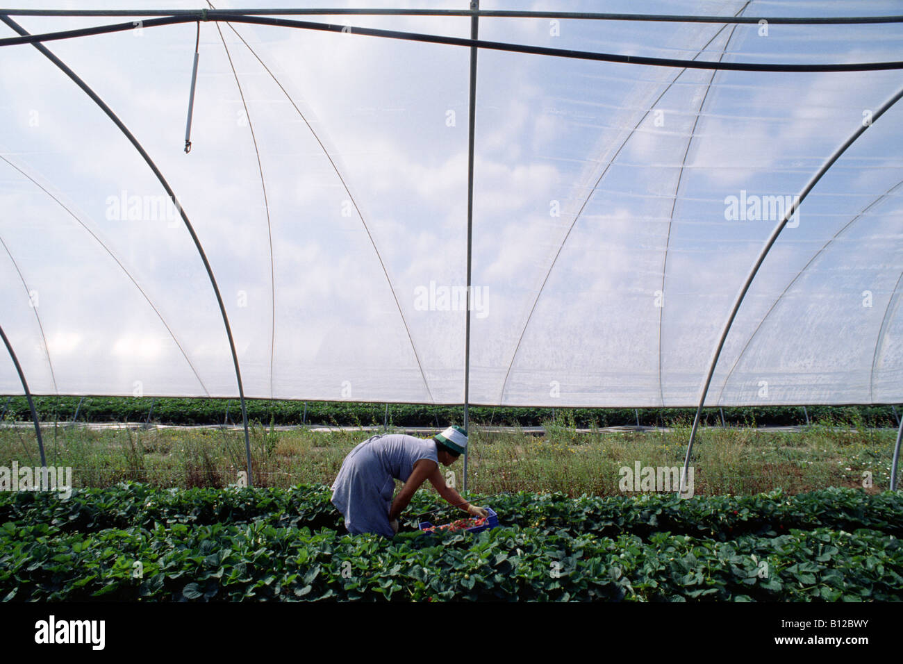 Italy, Lazio, Rome province, strawberries greenhouse, hand picking ...
