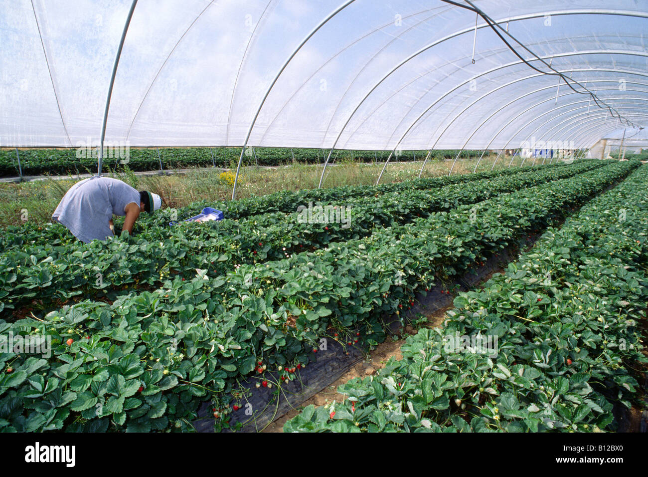 Greenhouse strawberries woman italy hi-res stock photography and images ...