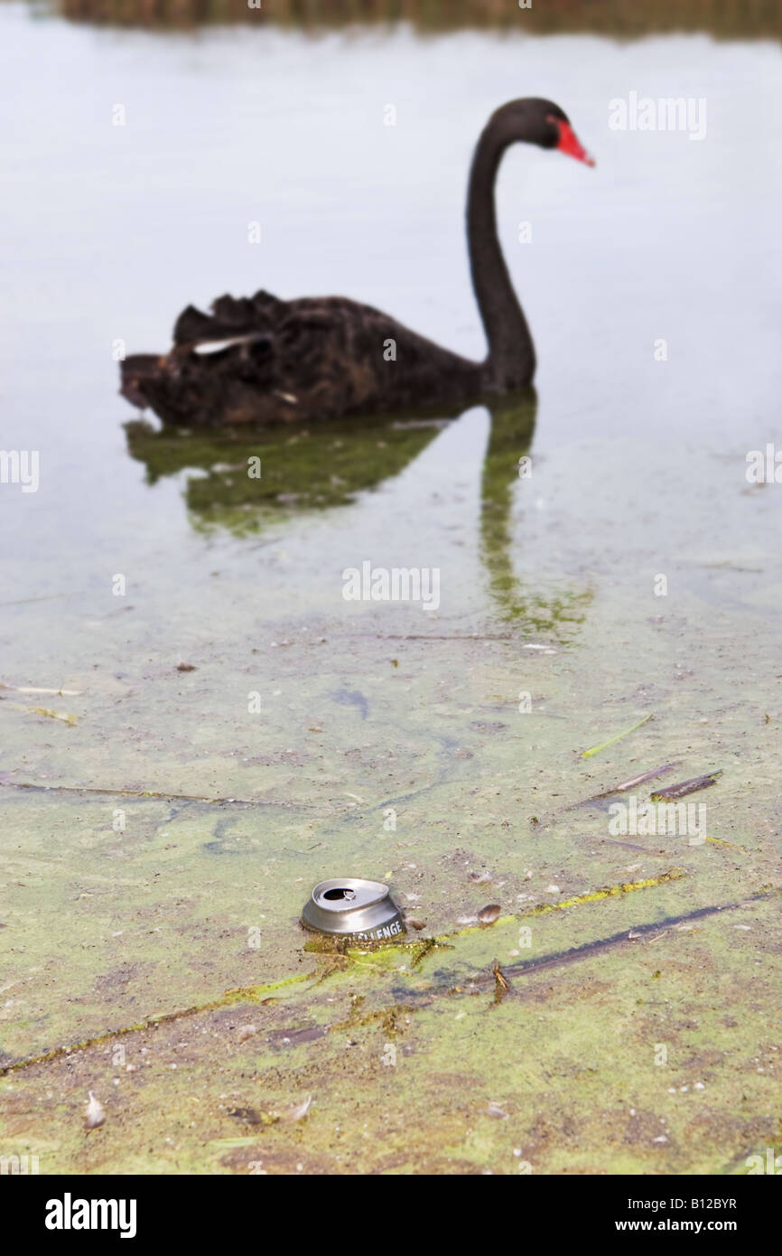 Perth pollution. A drinks can in eutrophic water surrounded by blue ...