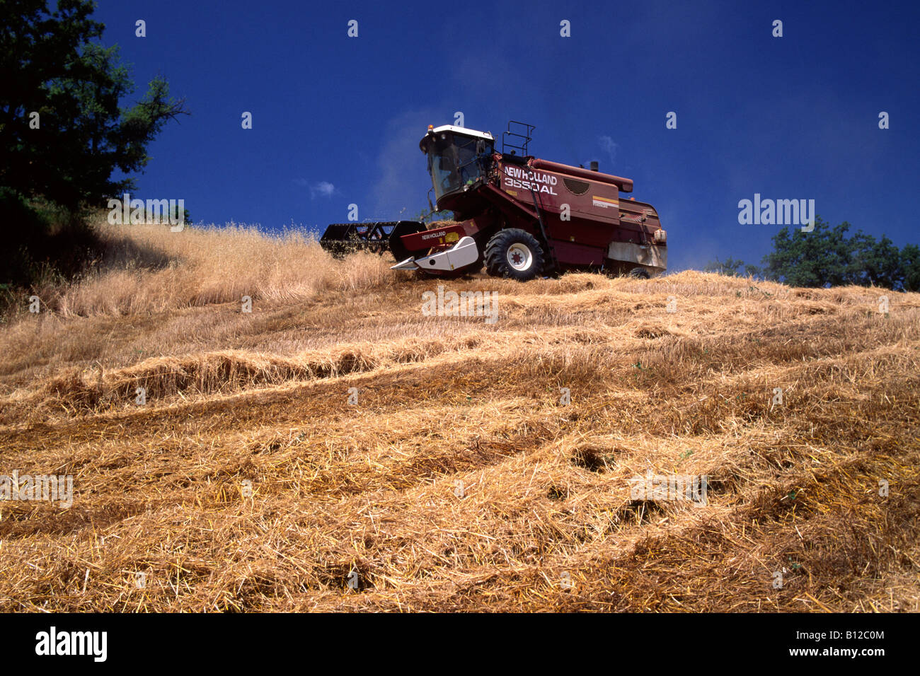 Italy, Basilicata, Roccanova, wheat harvest Stock Photo - Alamy