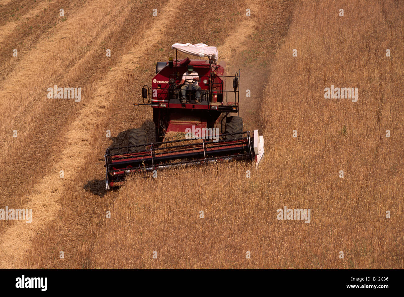 Italy, Basilicata, Roccanova, wheat harvest Stock Photo - Alamy