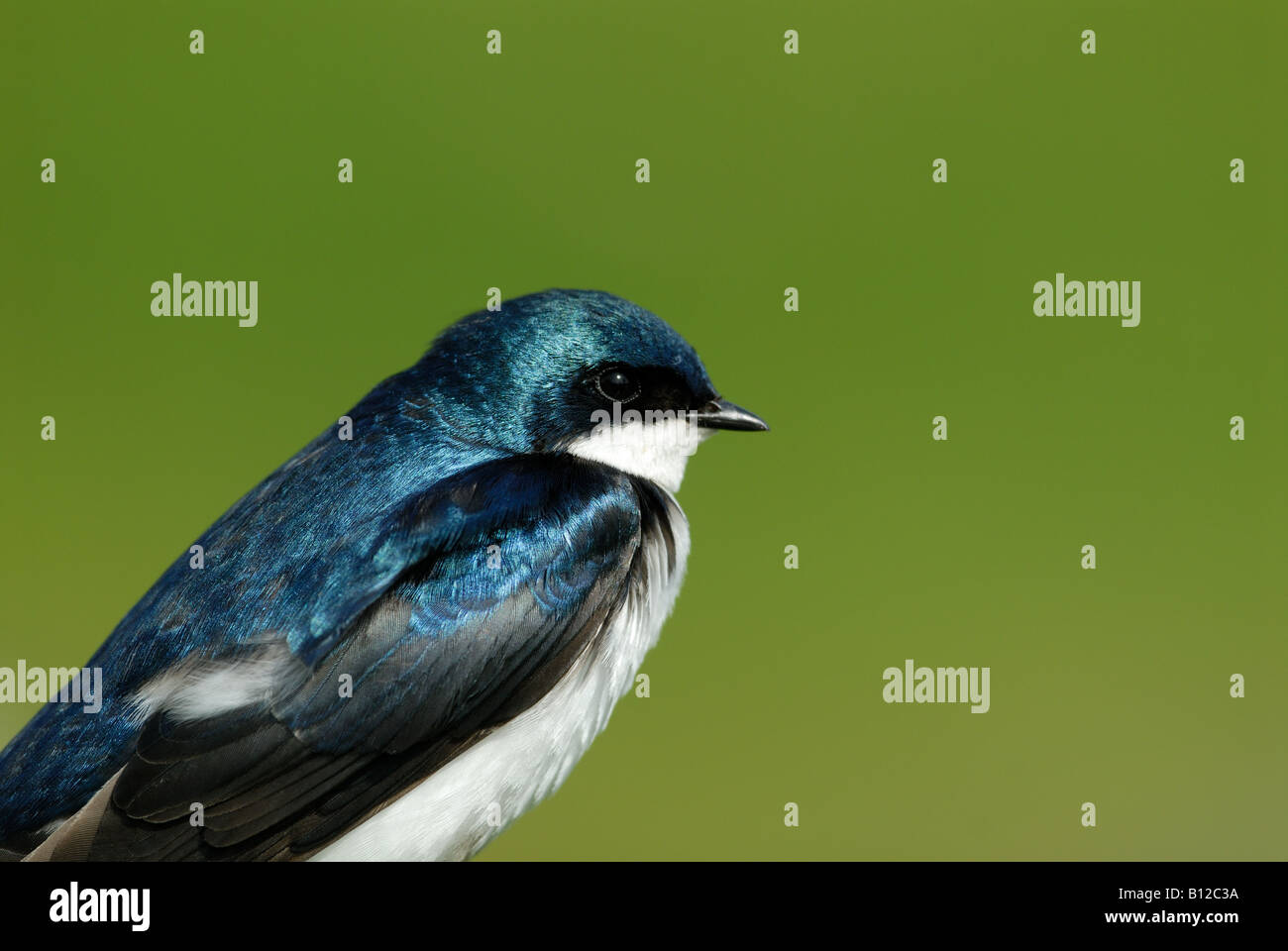 Tree Swallow (Tachycineta bicolor Stock Photo - Alamy