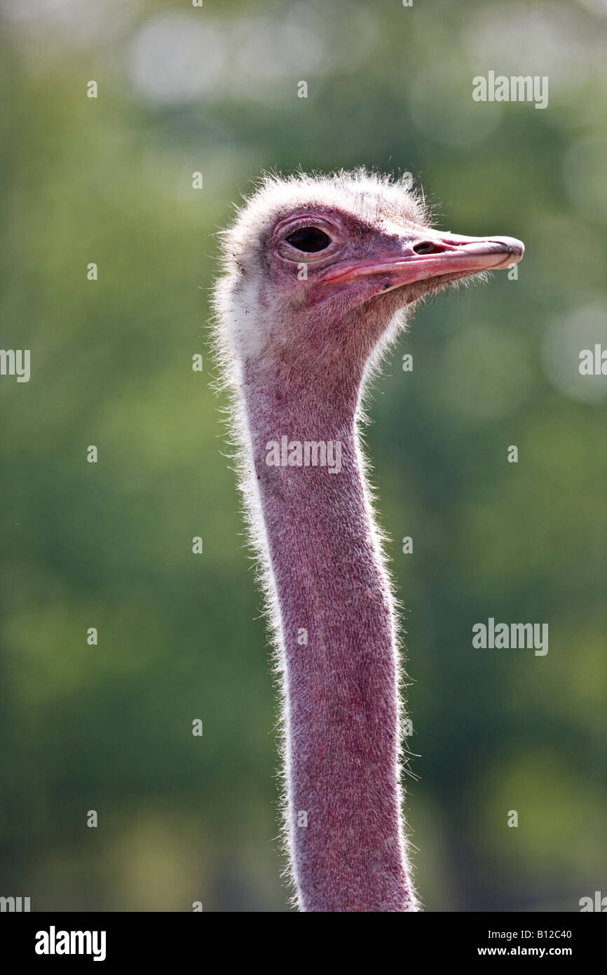 Head and neck shot of male Ostrich Stock Photo - Alamy